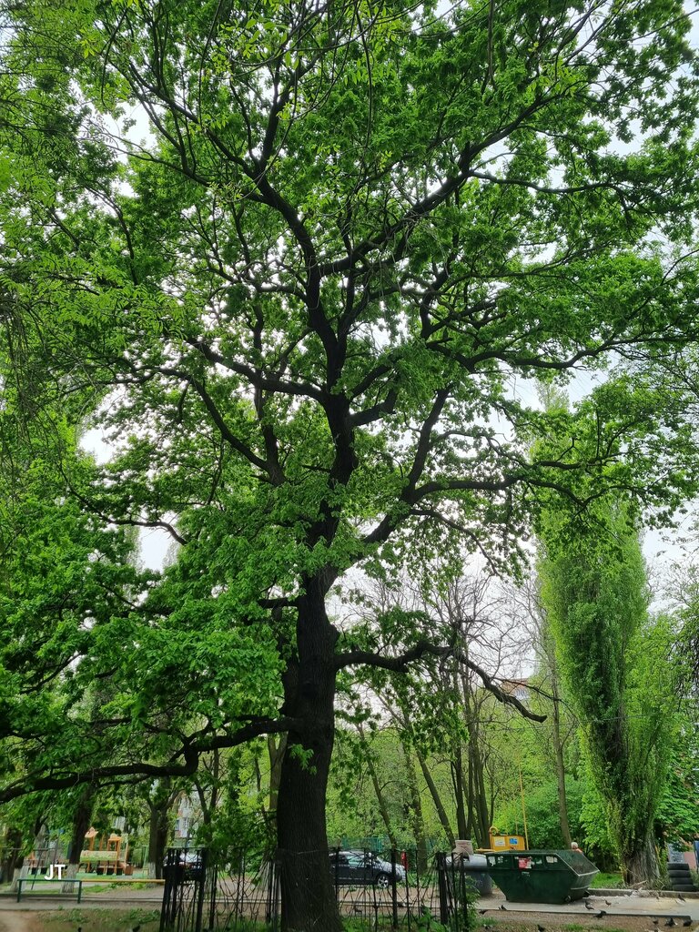 Turistik yerler Дуб черешчатый, Taganrog, foto