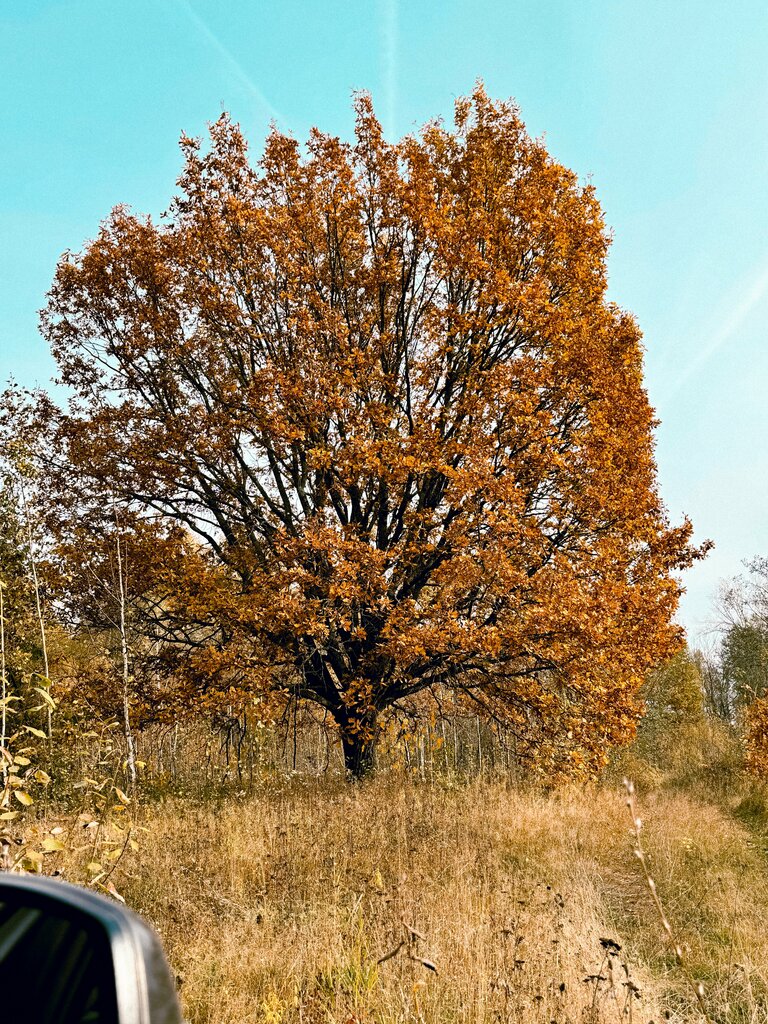 i̇skele Дубки, Nijegorodskaya oblastı, foto