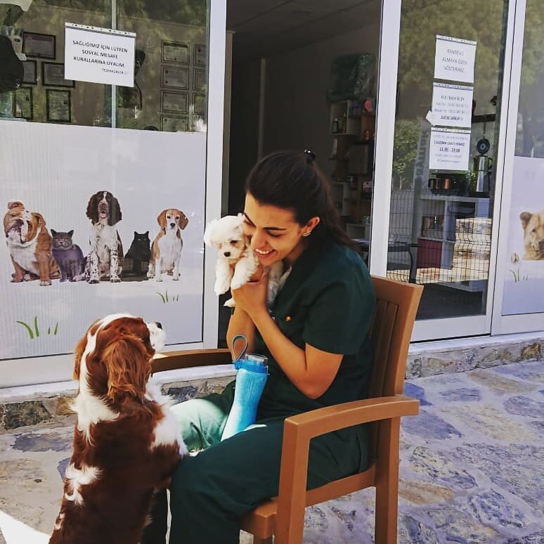 Veteriner klinikleri Oliva Veteriner Kliniği, Bodrum, foto