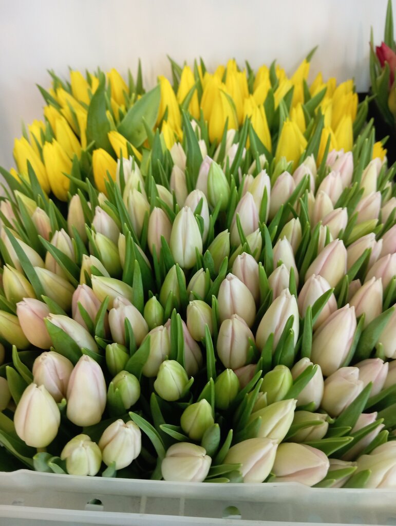 Çiçekçiler Тихий двор, Sverdlovskaya oblastı, foto