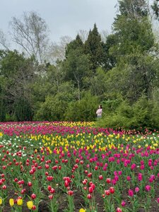 Kültür ve eğlence parkları Botanichesky sad im. I. S. Kosenko, Krasnodar, foto