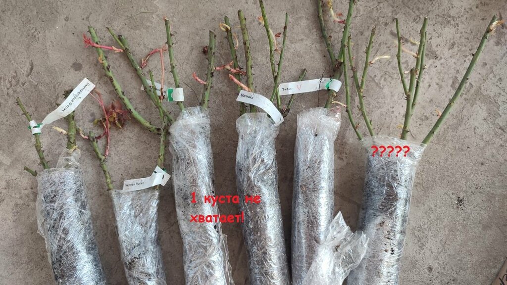 Fidan yetiştiriciliği Fokino, Nijni Novgorod, foto