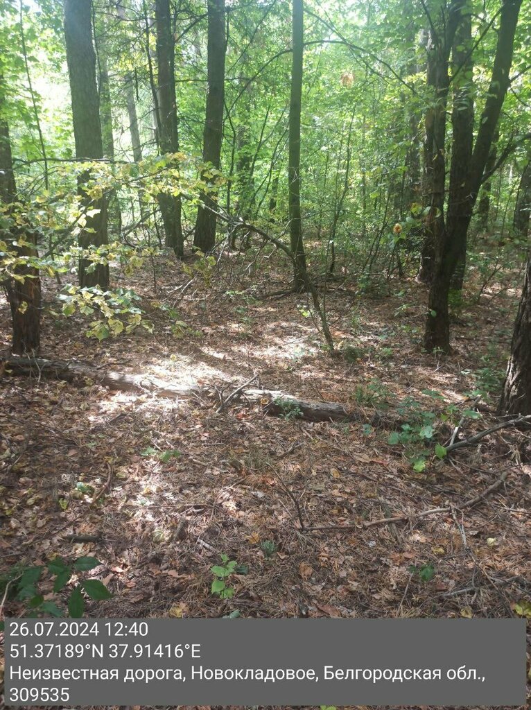 Orman Половской лес, Belgorodskaya oblastı, foto