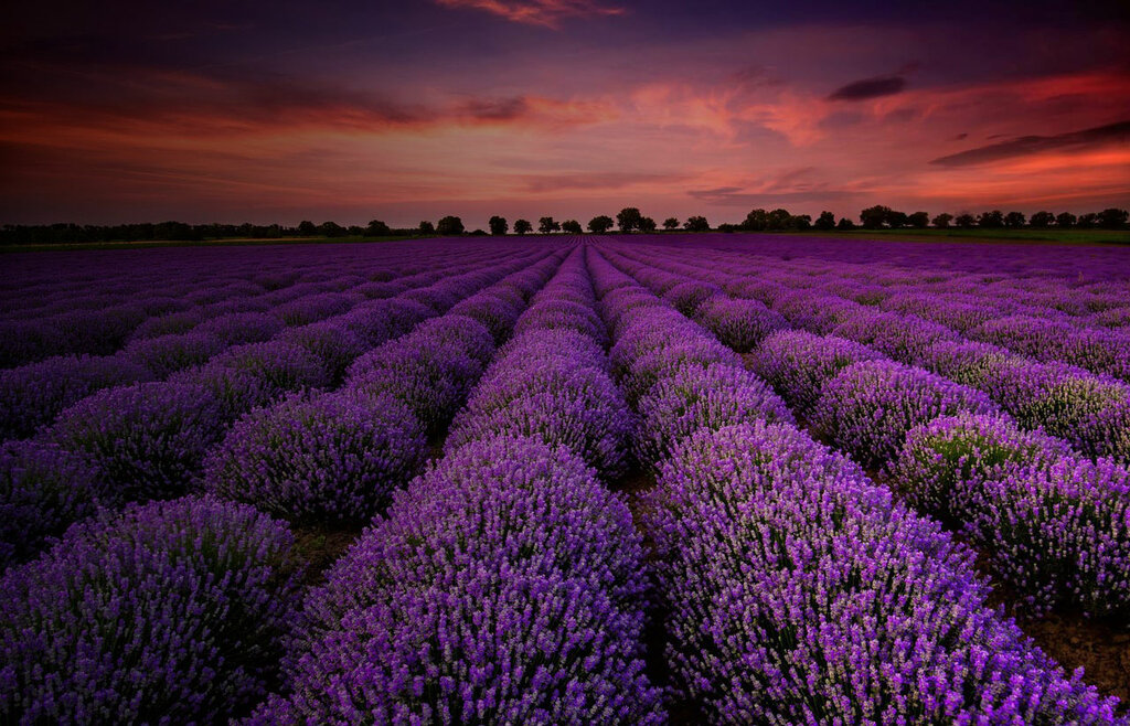Tarım ürünleri firmaları Lavanta Saray Ceydali Tarım, Saray, foto