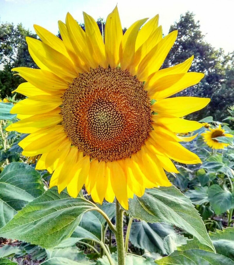 Tarım firmaları Kurtkulağı Tarım, Ceyhan, foto