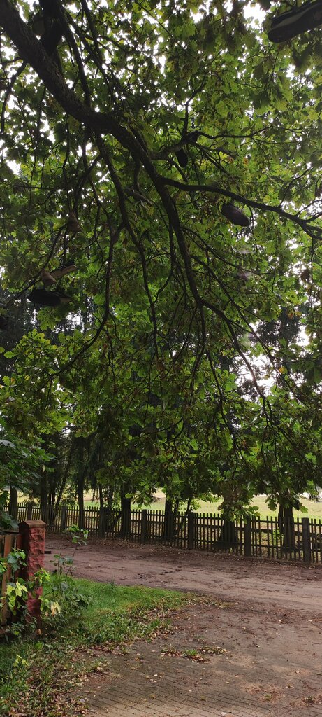 Doğa Дерево влюбленных, Minskaya oblastı, foto