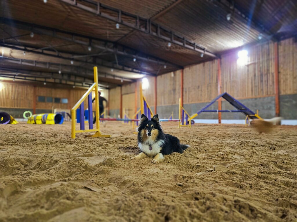 Köpek gezdirme alanları Dogdrom, Vologda, foto