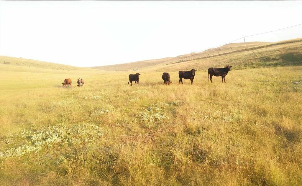 Muhtarlıklar Sakarcaören Köy Muhtarlığı, Orta, foto