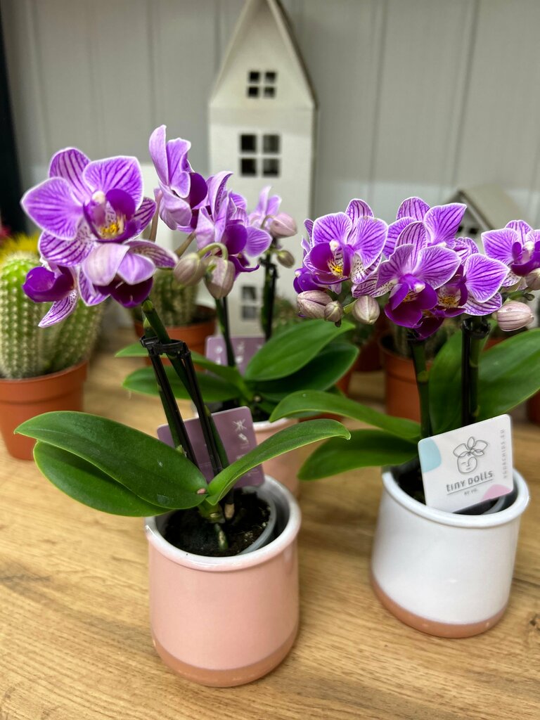 Çiçekçiler Нарочь Buton, Minskaya oblastı, foto