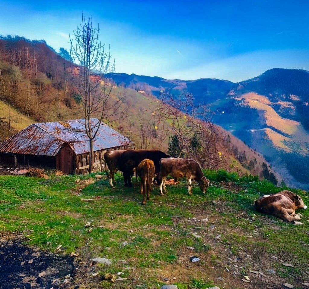 Restoran Yeşil Vadi Dinlenme Tesisleri, Gölköy, foto
