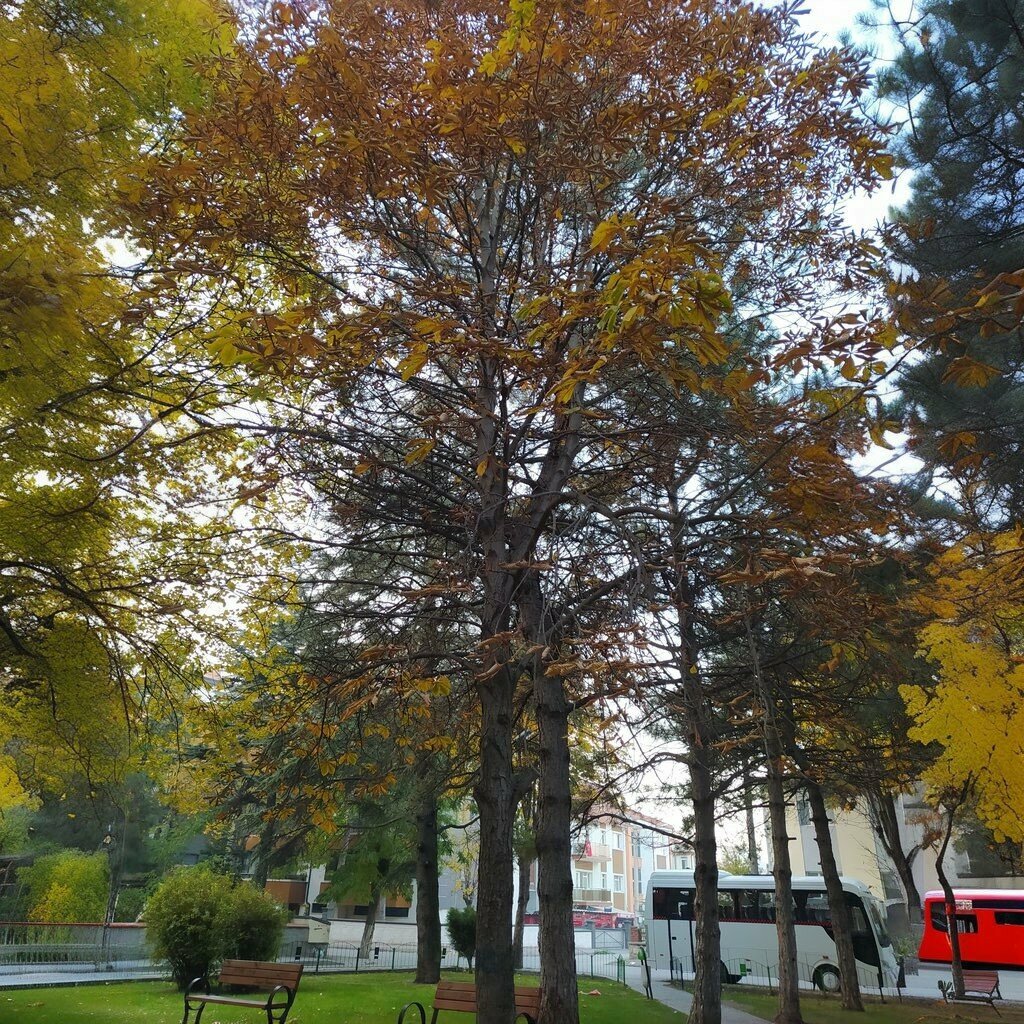 Kültür ve eğlence parkları Parklar ve ormanlar, Eskişehir, foto