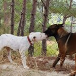 Hatay Hatkem Köpek Eğitim Merkezi (Güzelyayla Mh., Güzel Yayla Yolu, No: 2, Belen, Hatay), eğitim merkezleri  Belen'den