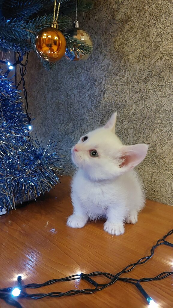 Pet otel Кошкин дом, Kurgan, foto