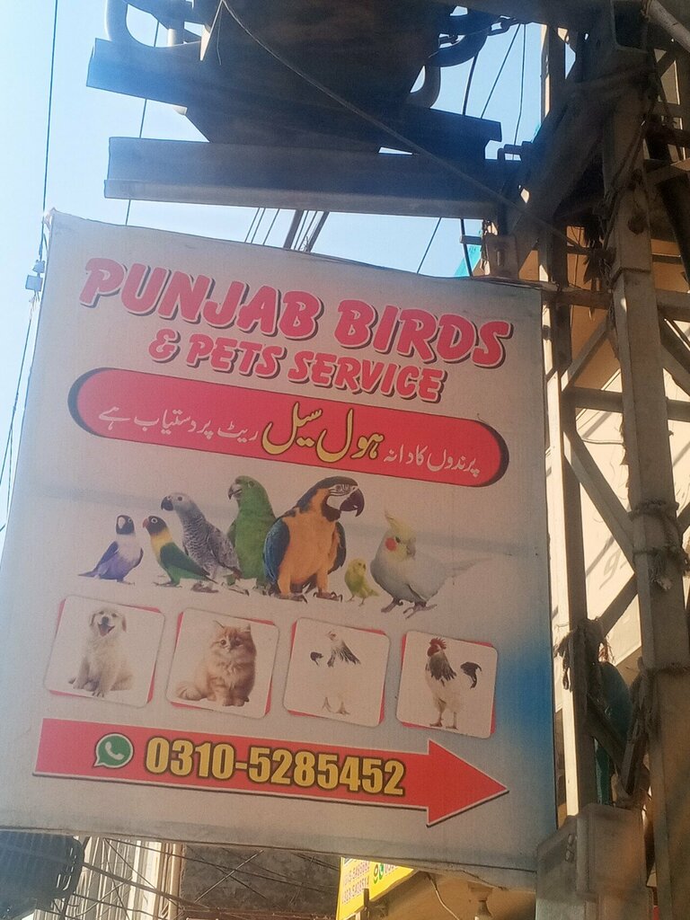 Petshop Punjab Birds and Pets Services Branch 1, Rawalpindi, foto