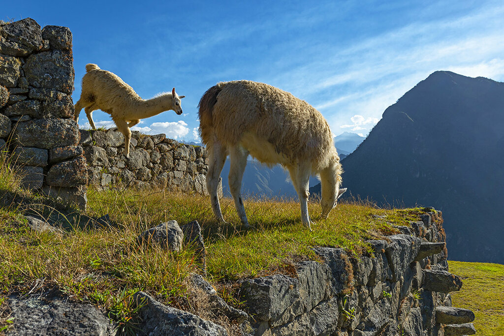 Seyahat acenteleri Tours Machu Picchu, Bio Travel Peru, Cusco, foto