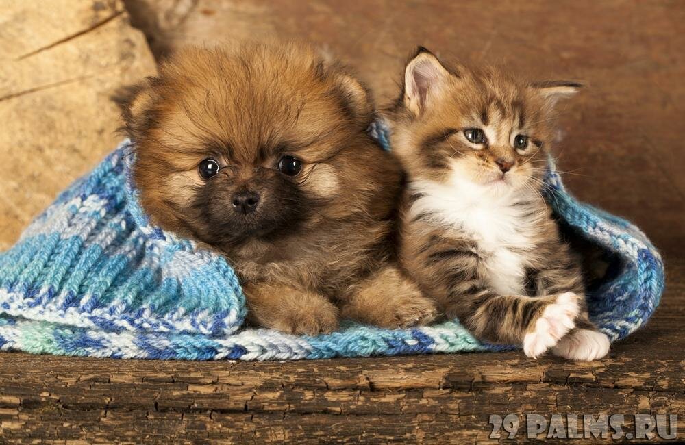 Veteriner klinikleri TSvetnaya sherst, Moskova, foto
