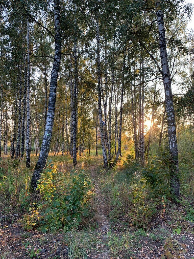 Orman Черкизовский парк, Moskova ve Moskovskaya oblastı, foto