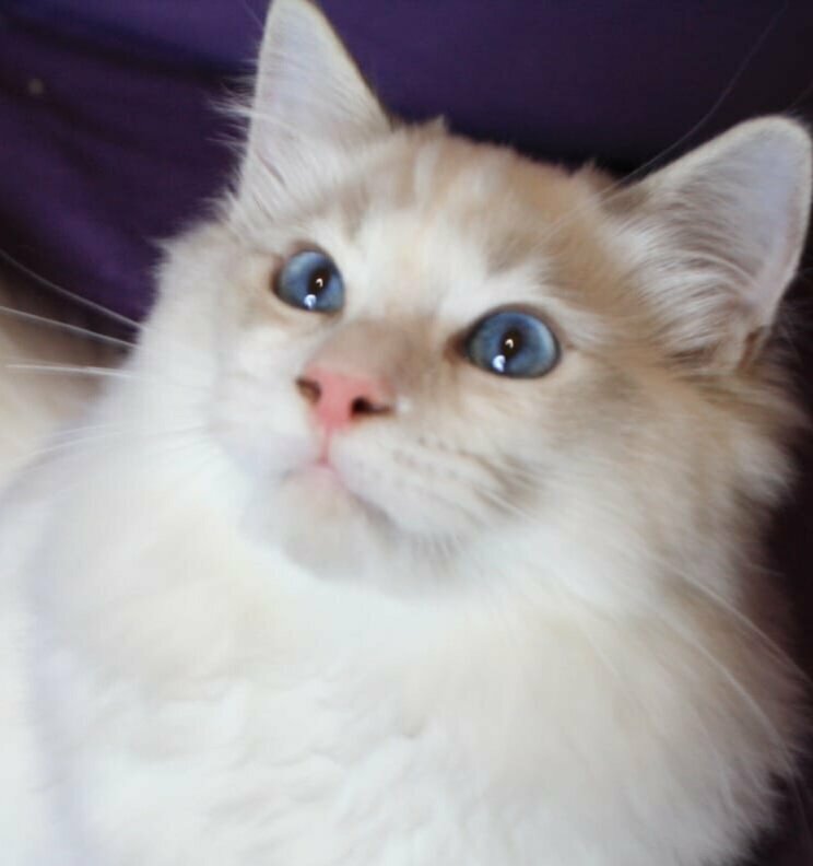 Evcil hayvan yetiştiricileri Ragdollhome, Moskova, foto