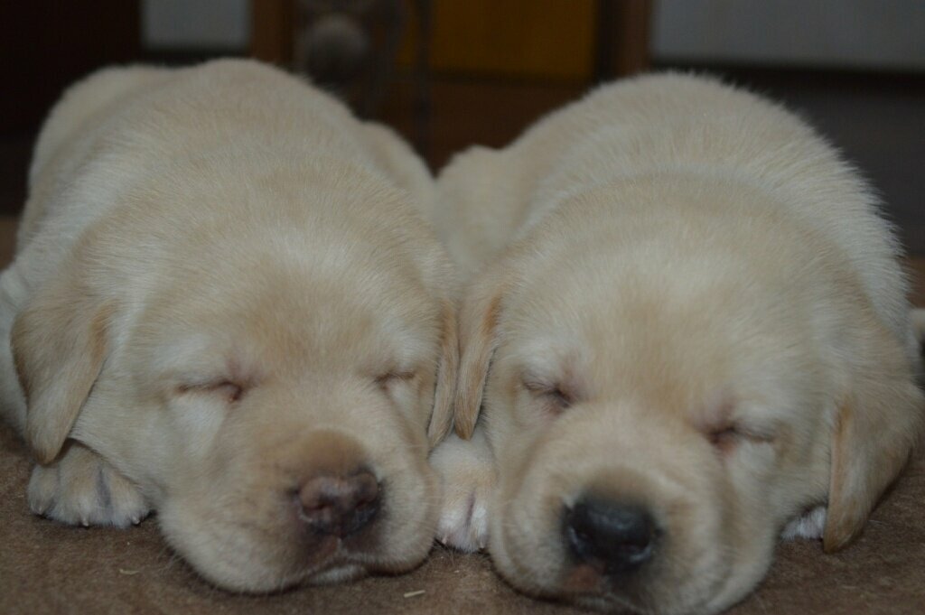 Evcil hayvan yetiştiricileri Гордость Империи, Vishniy Volochek, foto