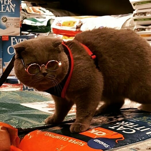 Petshop Petbüfe, Ankara, foto