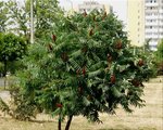 Беличья усадьба (No:4, Velikiye Luki), sera ve bahçe ürünleri  Velikie Luky'den