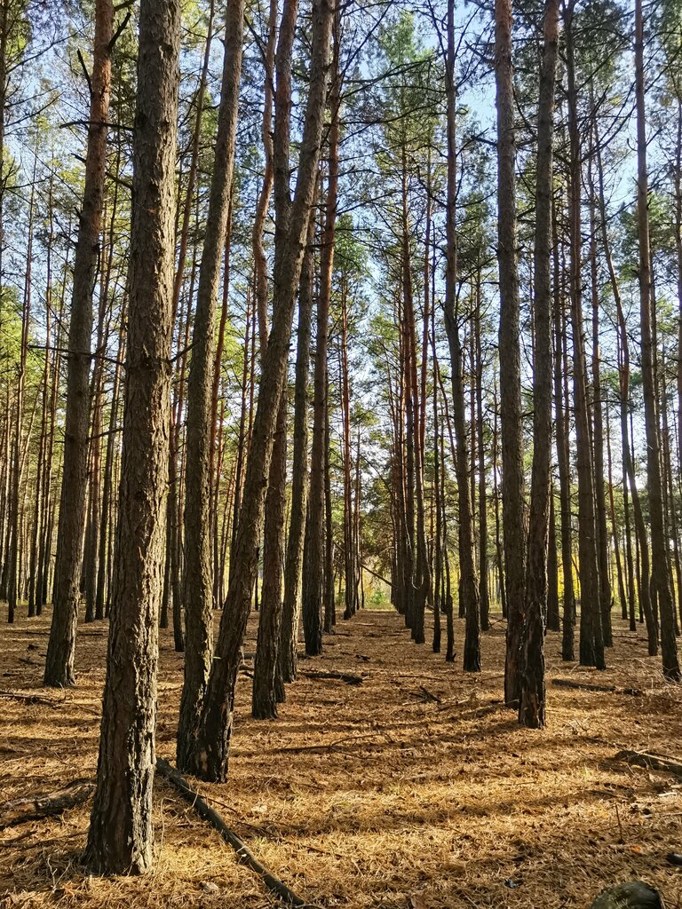 Orman урочище Волковы Сосны, Kurskaya oblastı, foto