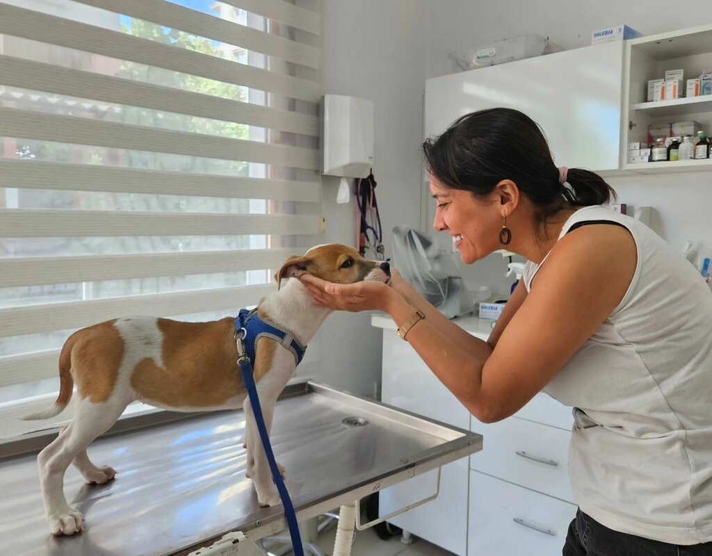 Veteriner klinikleri Pandora Veteriner Kliniği, Kuşadası, foto