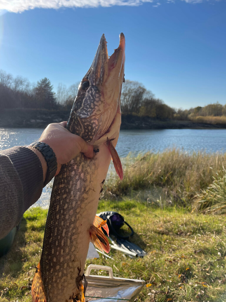 Plaj Пляж, Mordovya, foto