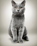 Mamanette (Manisa, Salihli, Şüheda Cad., 197), petshop  Salihli'den