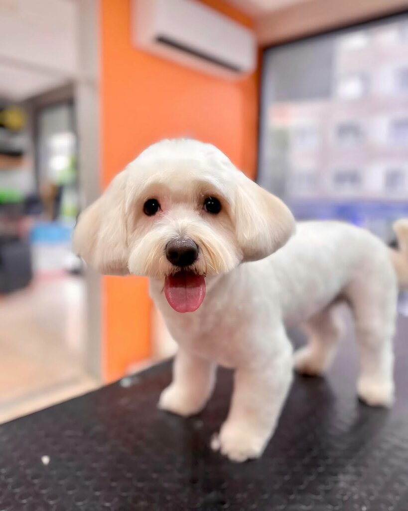 Petshop Pet Kuaför Butik, İstanbul, foto