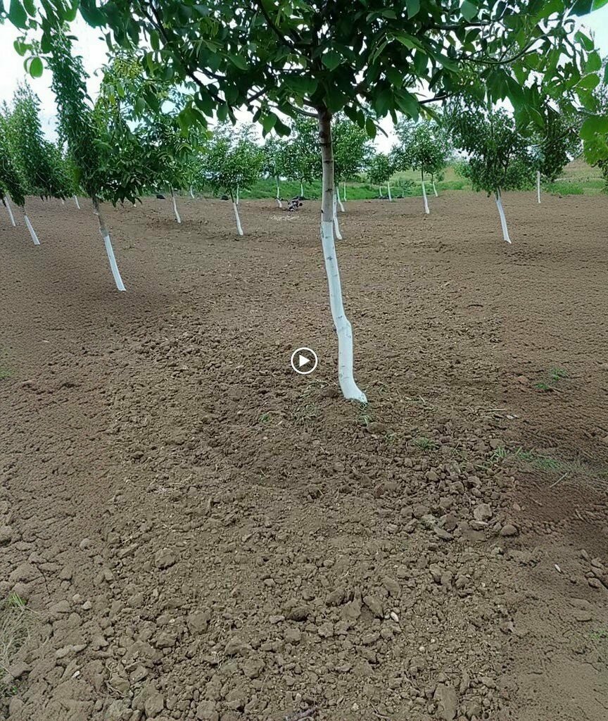 Muhtarlıklar Karaağaç Köy Muhtarlığı, İpsala, foto