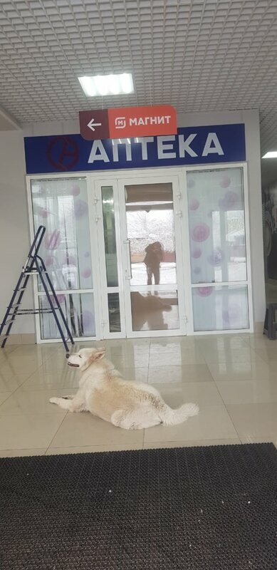 Eczaneler April, Rostovskaya oblastı, foto