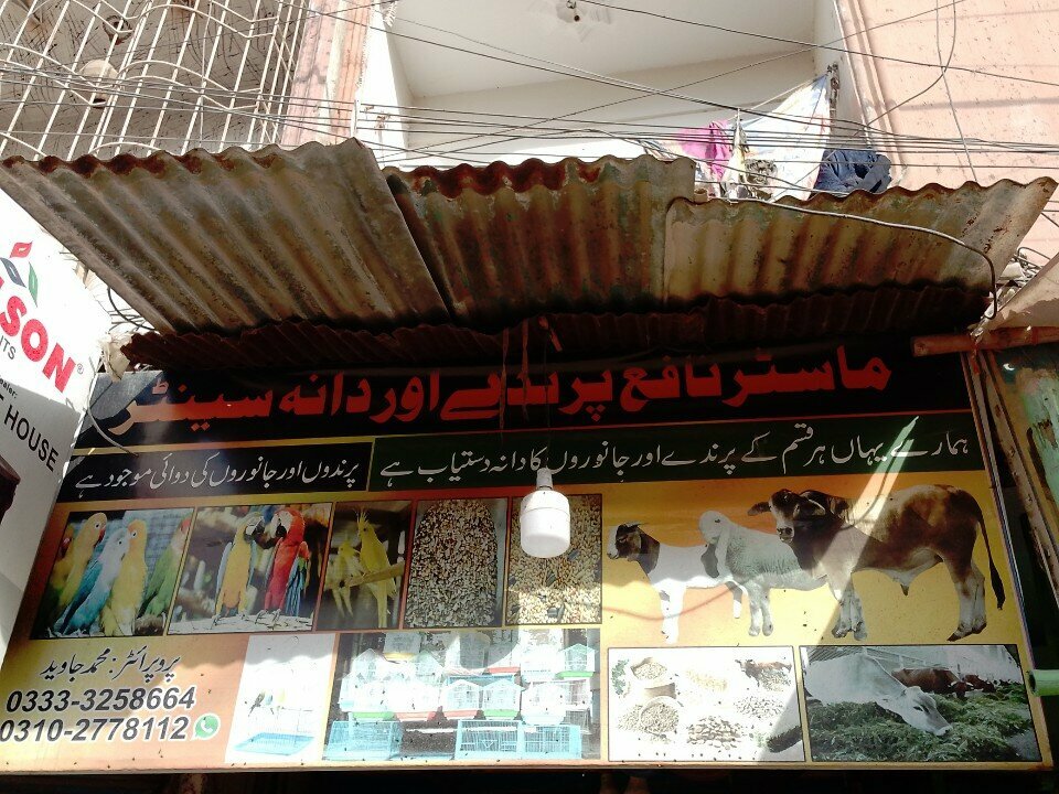 Petshop Master nafe parinde aur Dana centre, Karaçi, foto