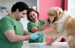 Her Şey Hayvanlar İçin- GençVet (Sakarya, Serdivan, Bağlar Cad., 93A), petshop  Serdivan'dan