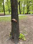 Беличий дом (Moscow, Gorky Central Park of Culture and Leisure), hayvan muhafazaları  Moskova'dan