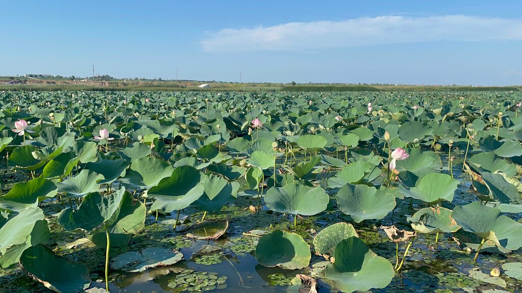 Tekne turları Lotus Valley Harbor, Krasnodarski krayı, foto
