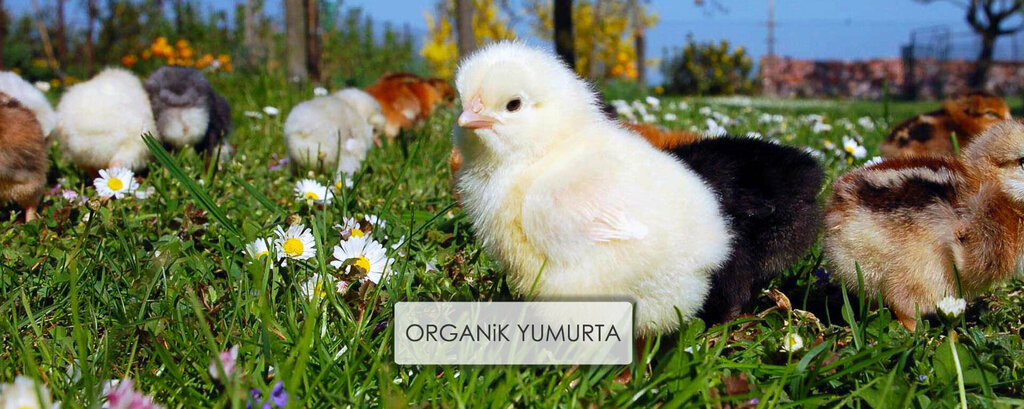 Kanatlı hayvan ürünleri ve yumurta Esener Yumurta, Germencik, foto