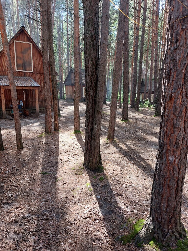 Resort oteller, tesisler Сосновый бор, Novosibirskaya oblastı, foto