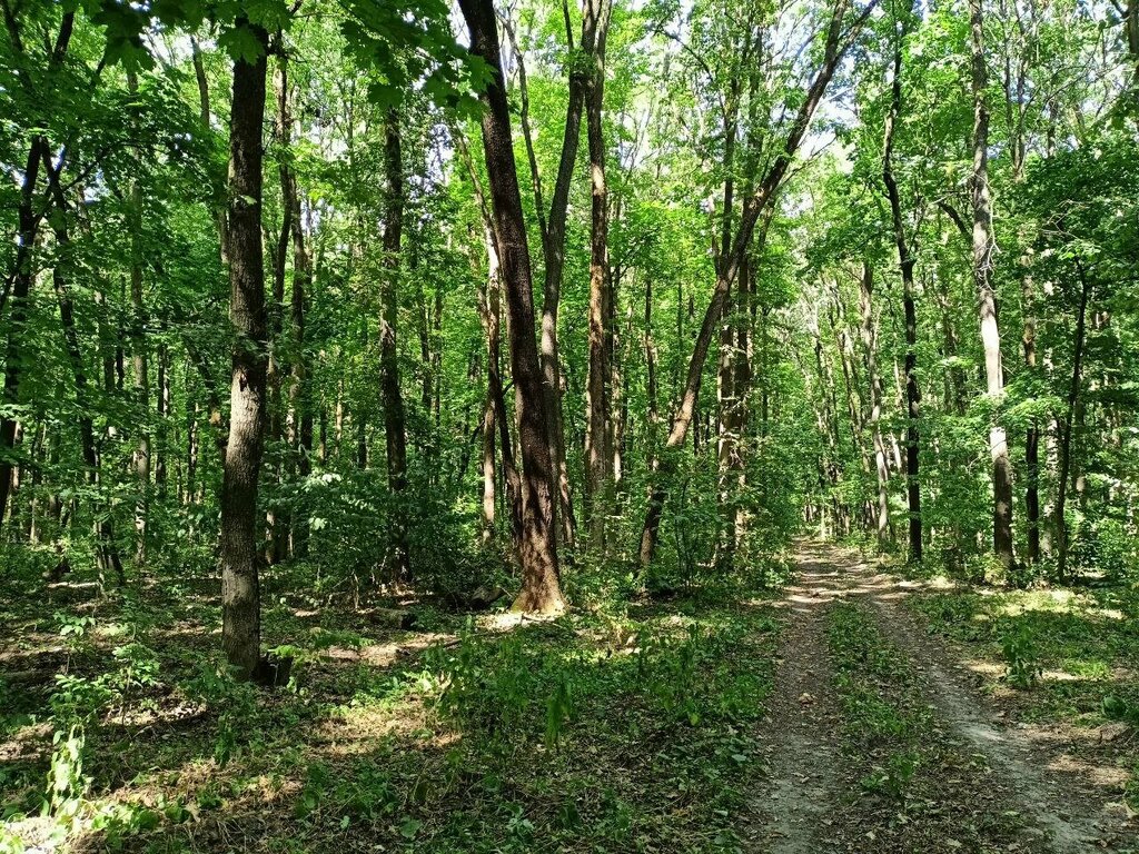 Orman Гремучий лес, Belgorodskaya oblastı, foto