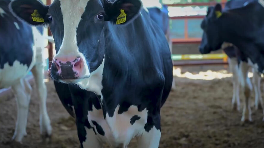 Yemek şirketleri Rella Gıda, Salihli, foto