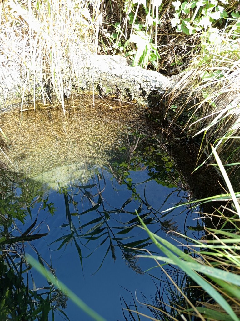 Pınar, çay Spring, stream, Krasnodarski krayı, foto