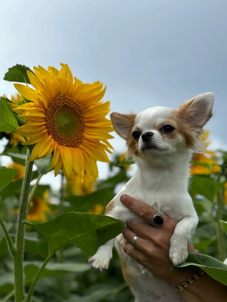 Pet otel Friends Hotel, Kazan, foto
