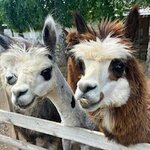 Alpaca farm Capri (Kaluga Region, Tarusskiy rayon, selskoye poseleniye Lopatino), çiftlik tatili  Kalujskaya oblastından
