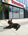 Lina Veteriner Kliniği (İstanbul, Maltepe, Cevizli Mah., Zuhal Cad., 44A), veteriner klinikleri  İstanbul'dan