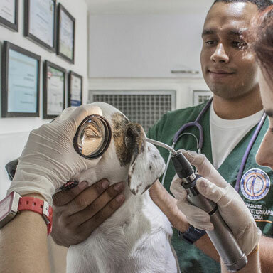 Veteriner klinikleri Aksu Veteriner Kliniği, Antalya, foto