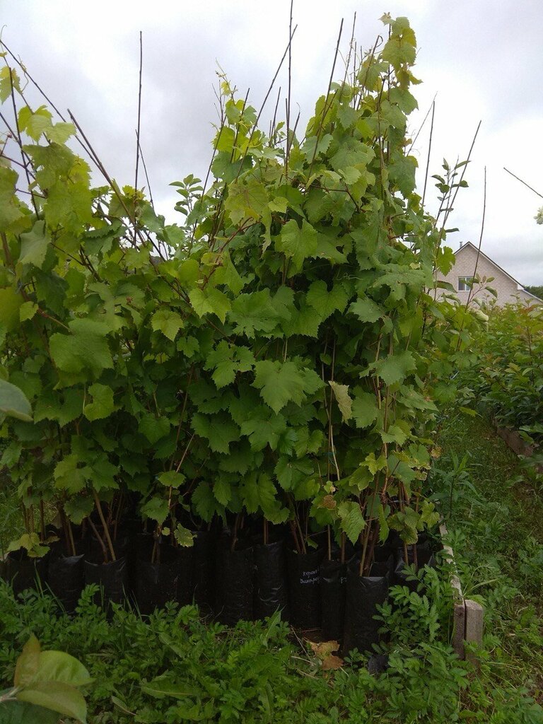 Fidan yetiştiriciliği Сады Удмуртии, Udmurtiya, foto