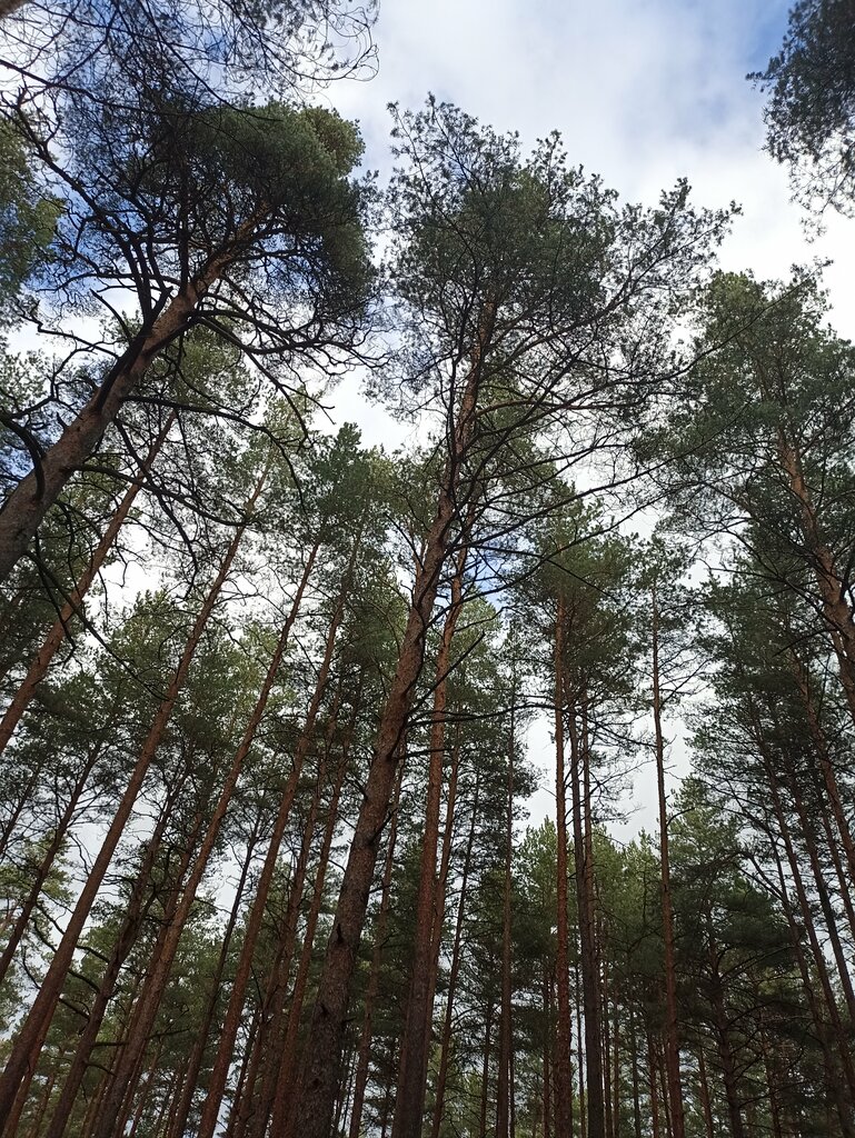 Orman Комсомольская роща, Tver, foto