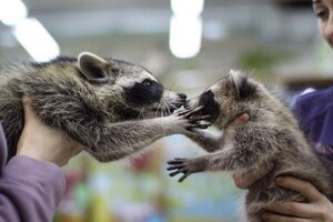Hayvanat bahçeleri Kontaktny zoopark Lukomorye, Yekaterinburg, foto