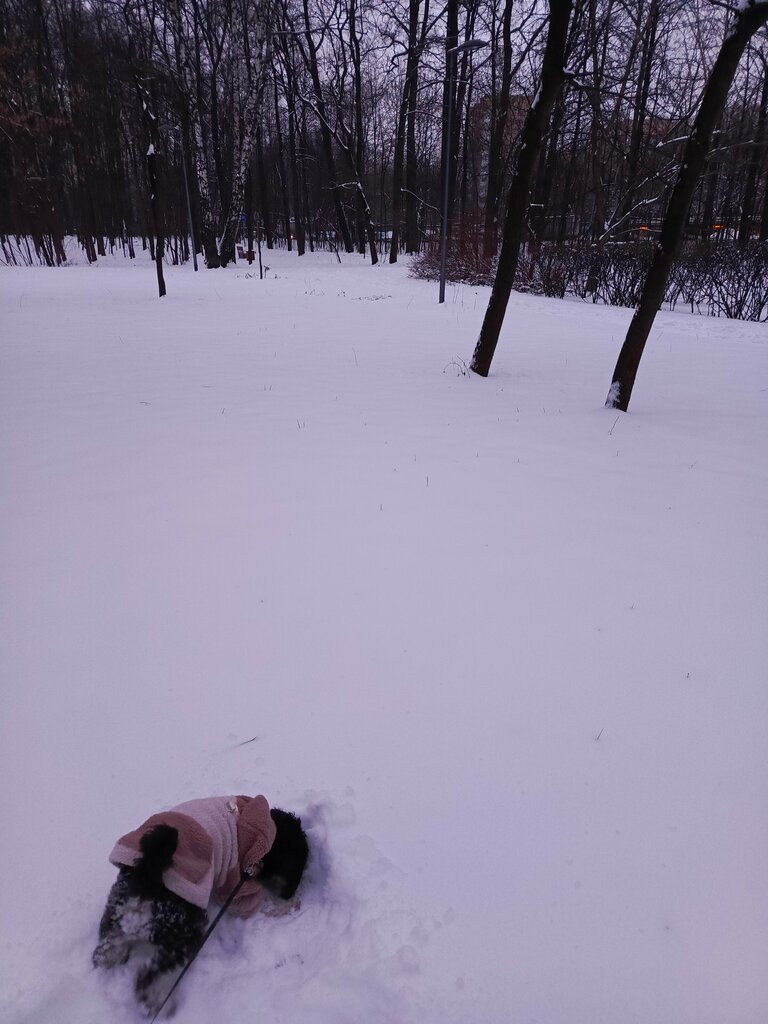 Köpek gezdirme alanları Dog park, Moskova, foto