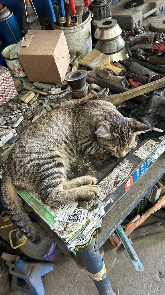 Oto lastik tamiri Шиномонтаж, Volgogradskaya oblastı, foto
